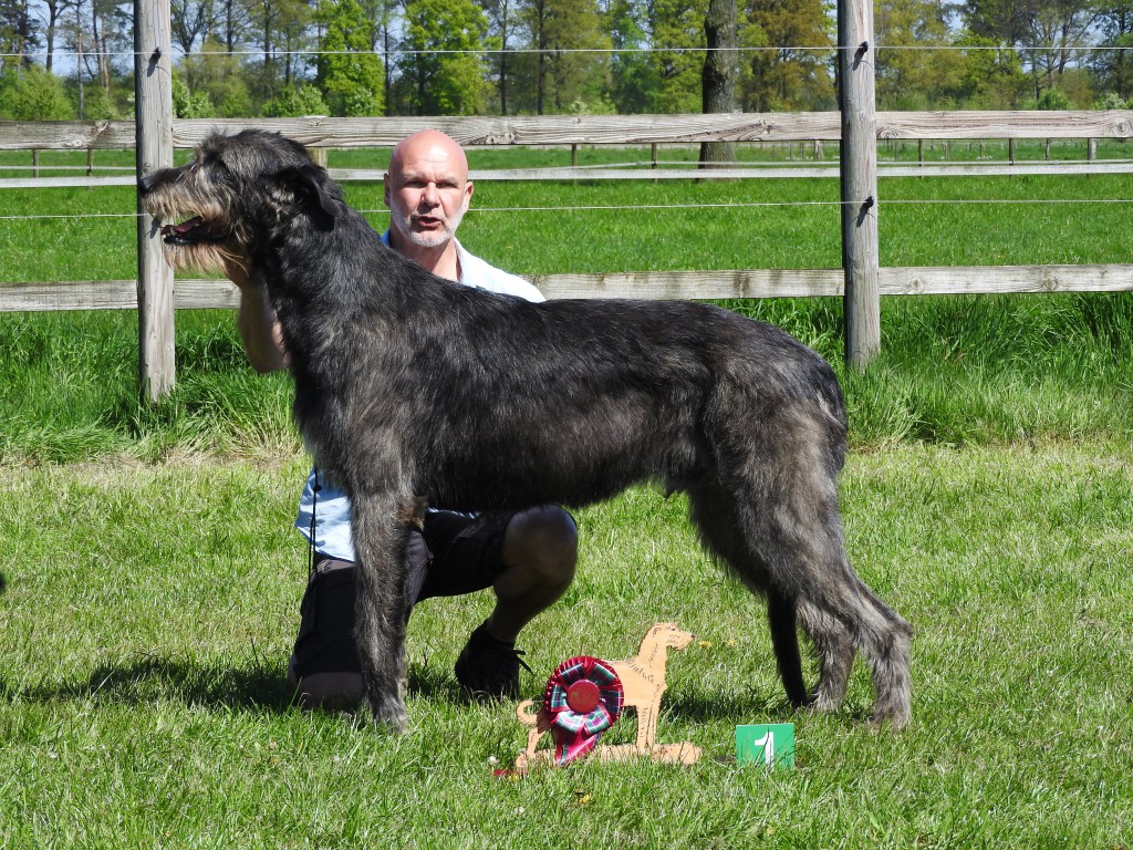 Szczeniaki – wilczarz irlandzki - Szare Stado